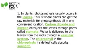 Photosynthesis | PPT