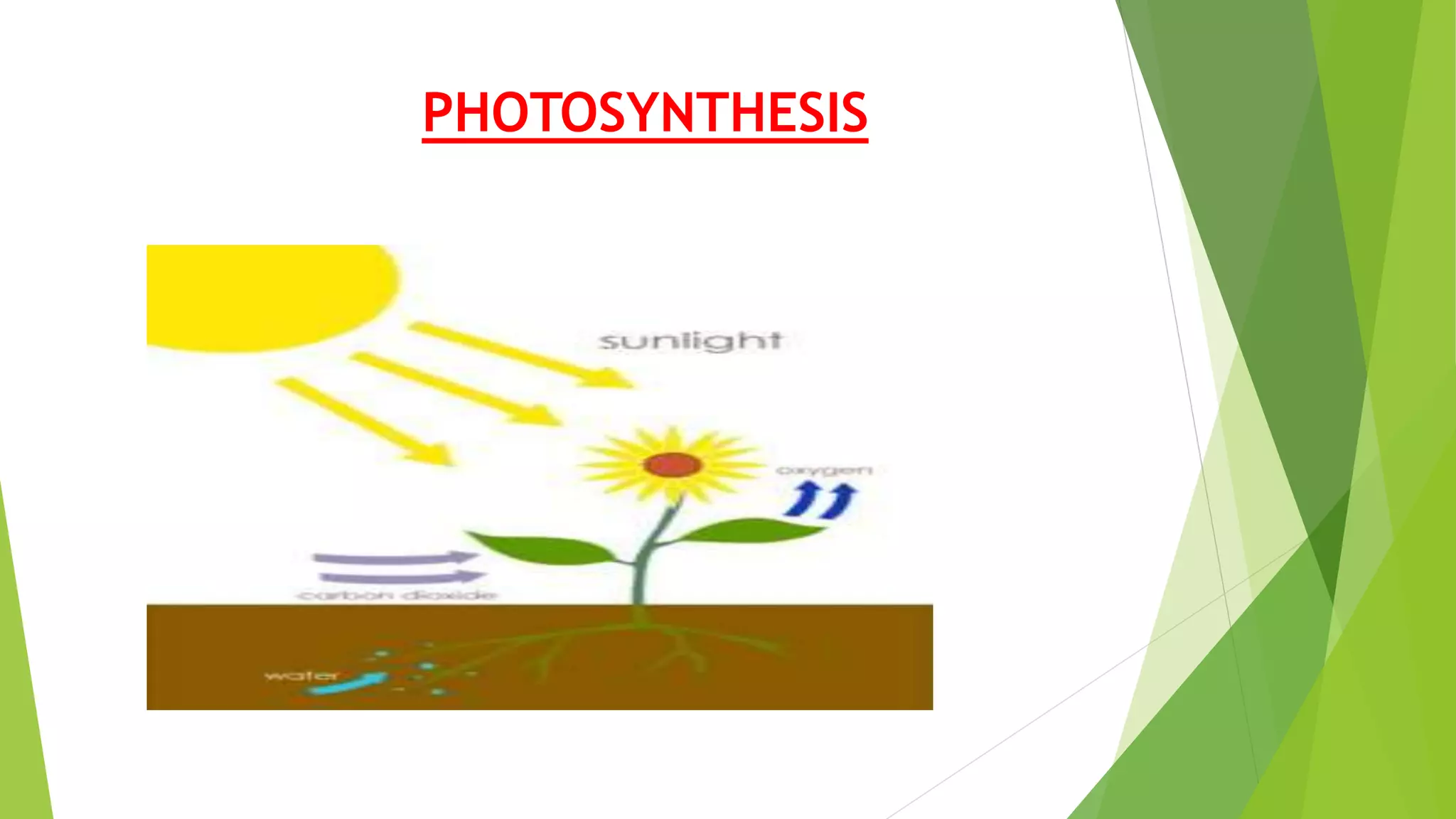 Photosynthesis | PPTX