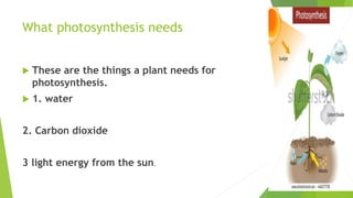Photosynthesis in land plants | PPTX