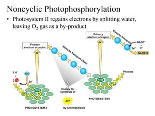 Photosynthesis | PPT