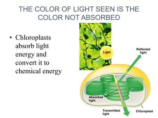 Photosynthesis | PPT