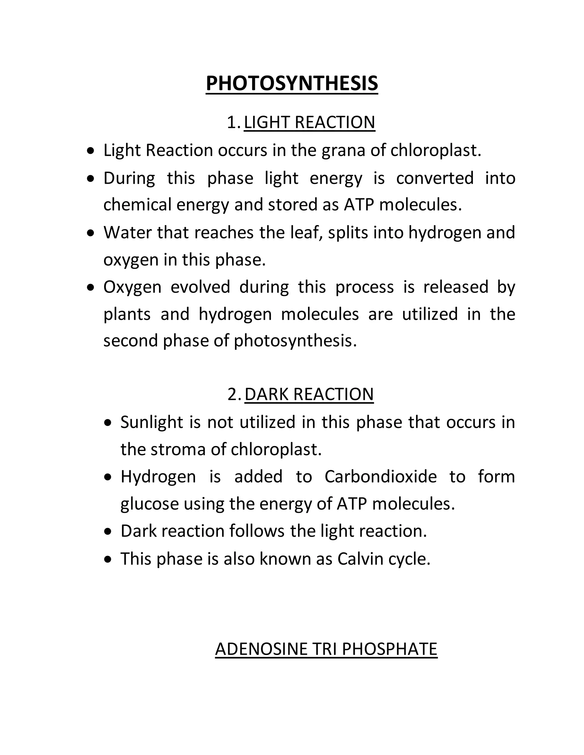 Photosynthesis | DOCX