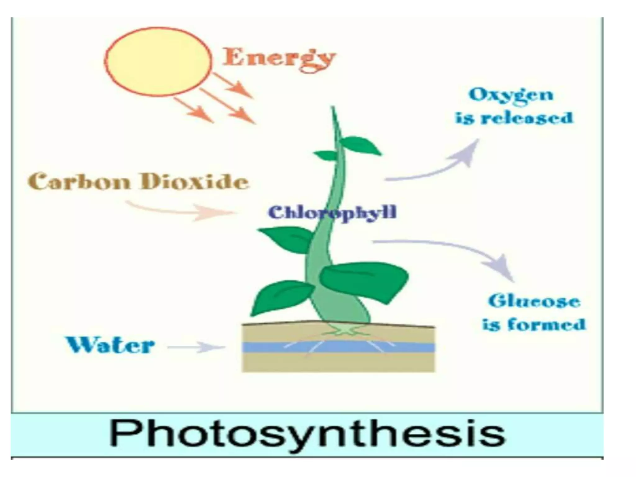 photosynthesis-180815173444.pdf