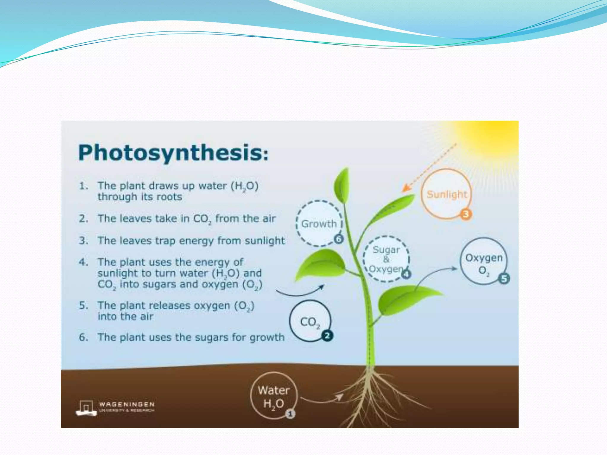 photosynthesis and respiration | PPTX
