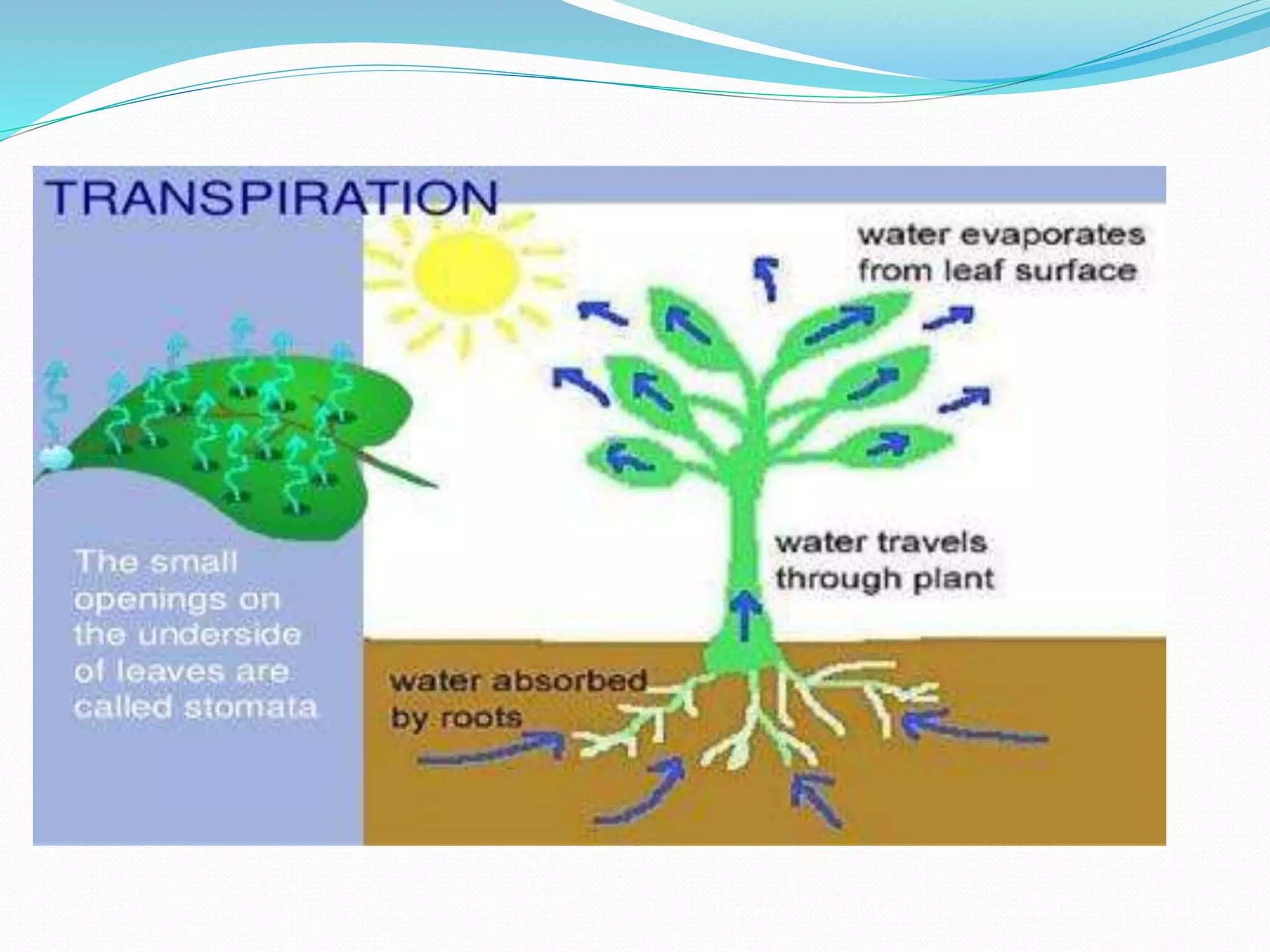 photosynthesis and respiration | PPTX