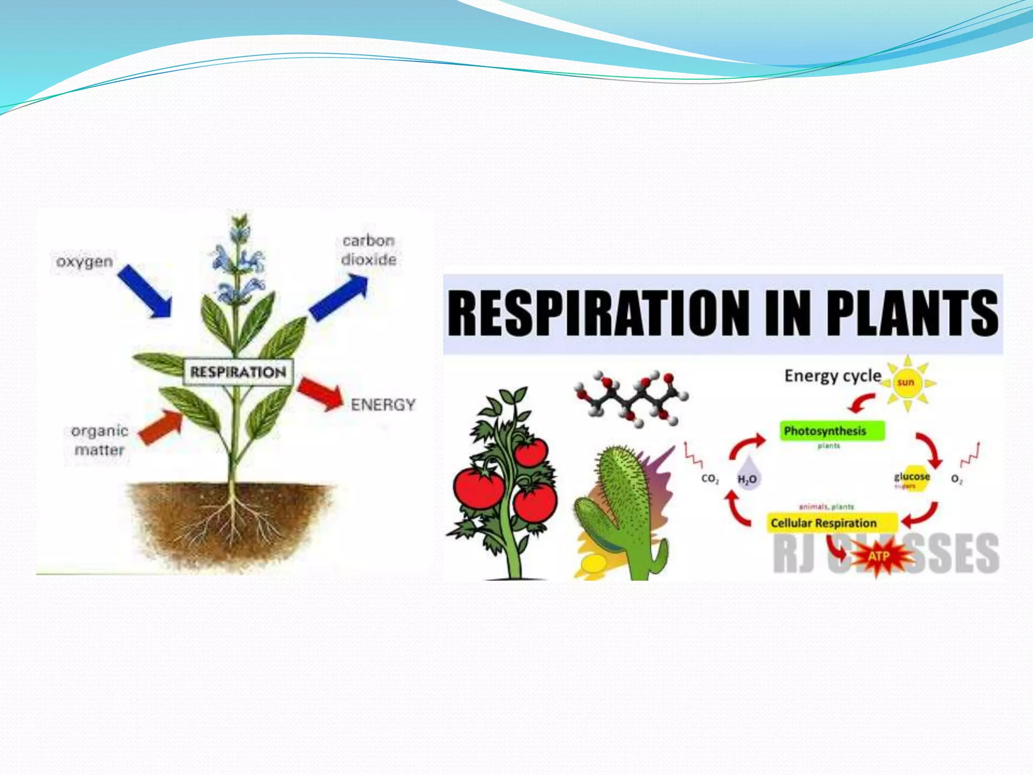 photosynthesis and respiration | PPTX