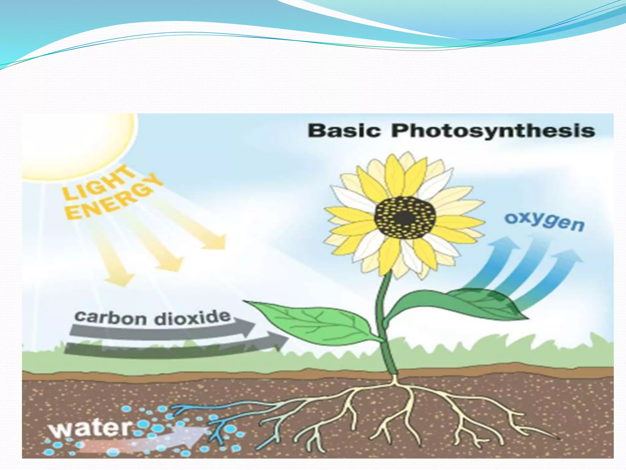 photosynthesis and respiration | PPTX