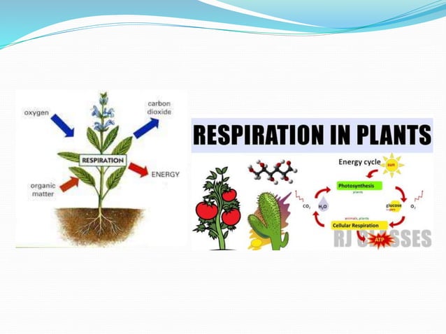 photosynthesis and respiration | PPTX