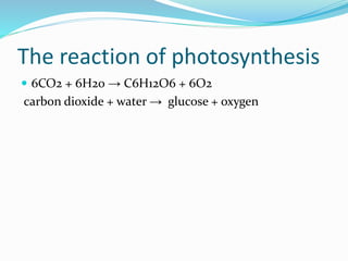 photosynthesis and respiration | PPTX