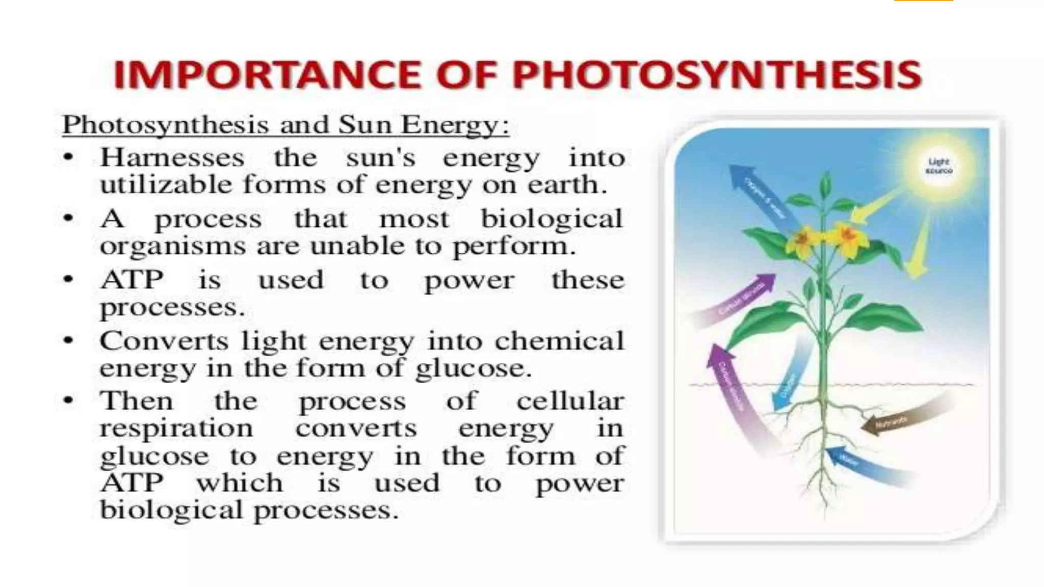 Photosynthesis | PPTX