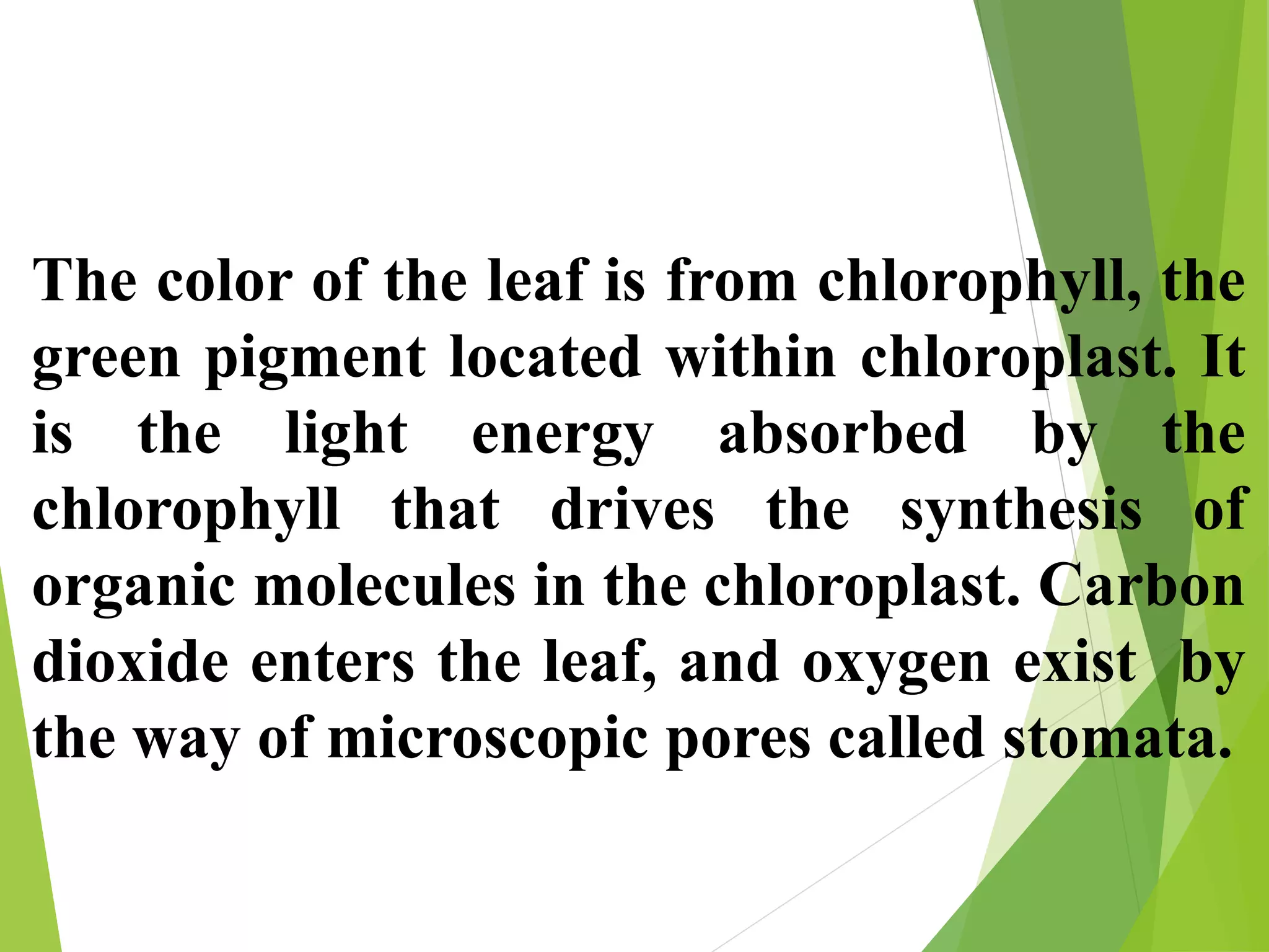 Photosynthesis | PPTX | Chemistry | Science