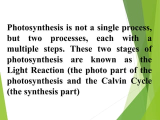 Photosynthesis | PPTX | Chemistry | Science