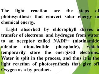 Photosynthesis | PPTX