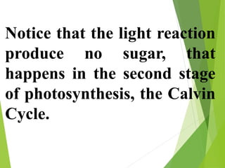 Photosynthesis | PPTX