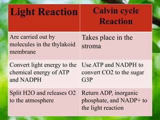 Photosynthesis | PPTX | Chemistry | Science