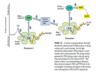 Photosynthesis-1- light reaction - photophosphorylation, | PPT ...