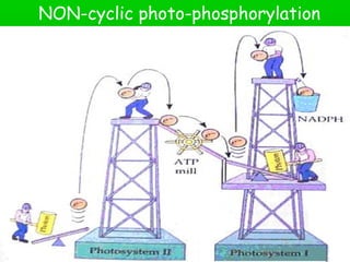 Photosynthesis-1- light reaction - photophosphorylation, | PPT ...