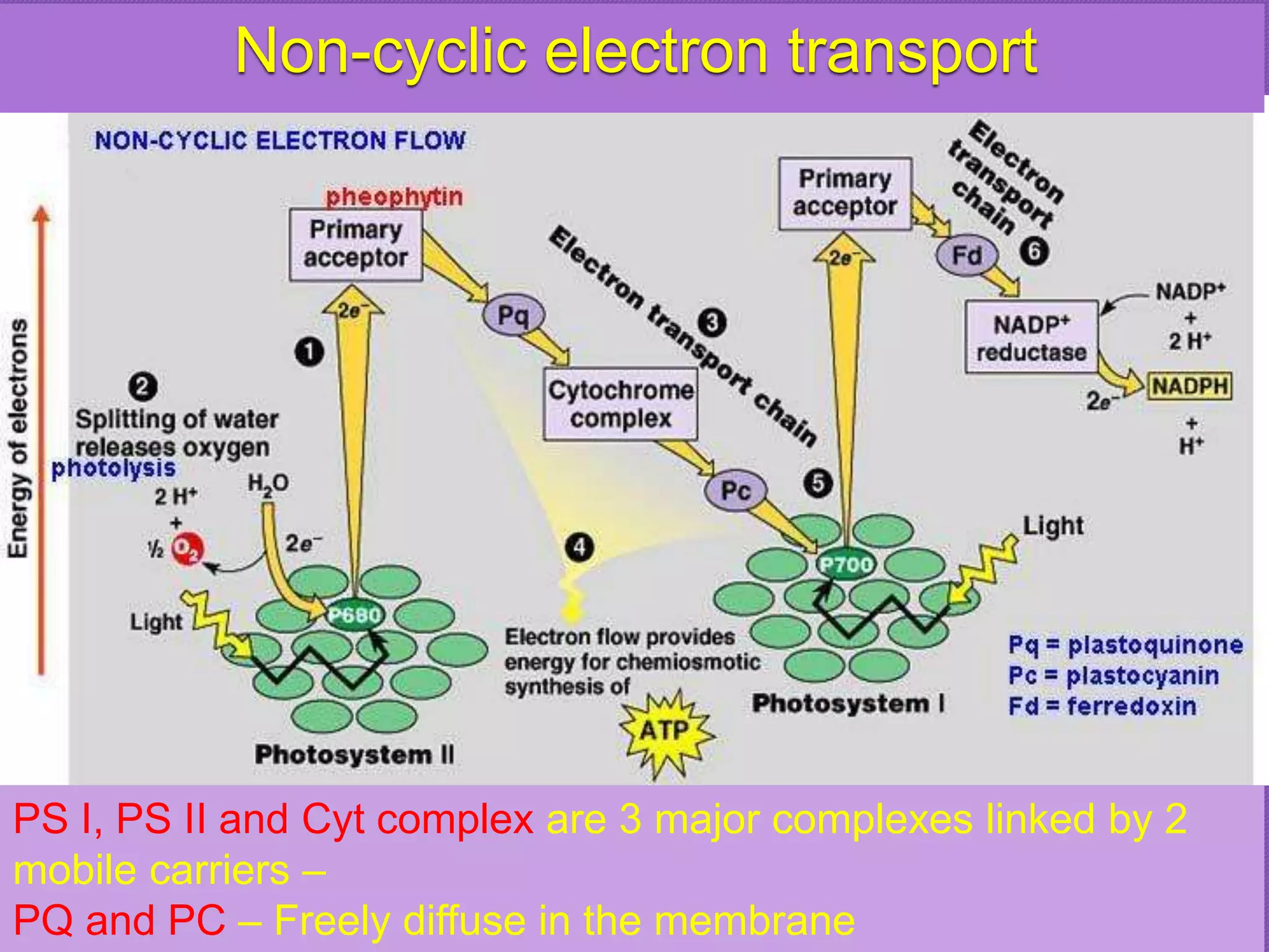Photosynthesis | PPT