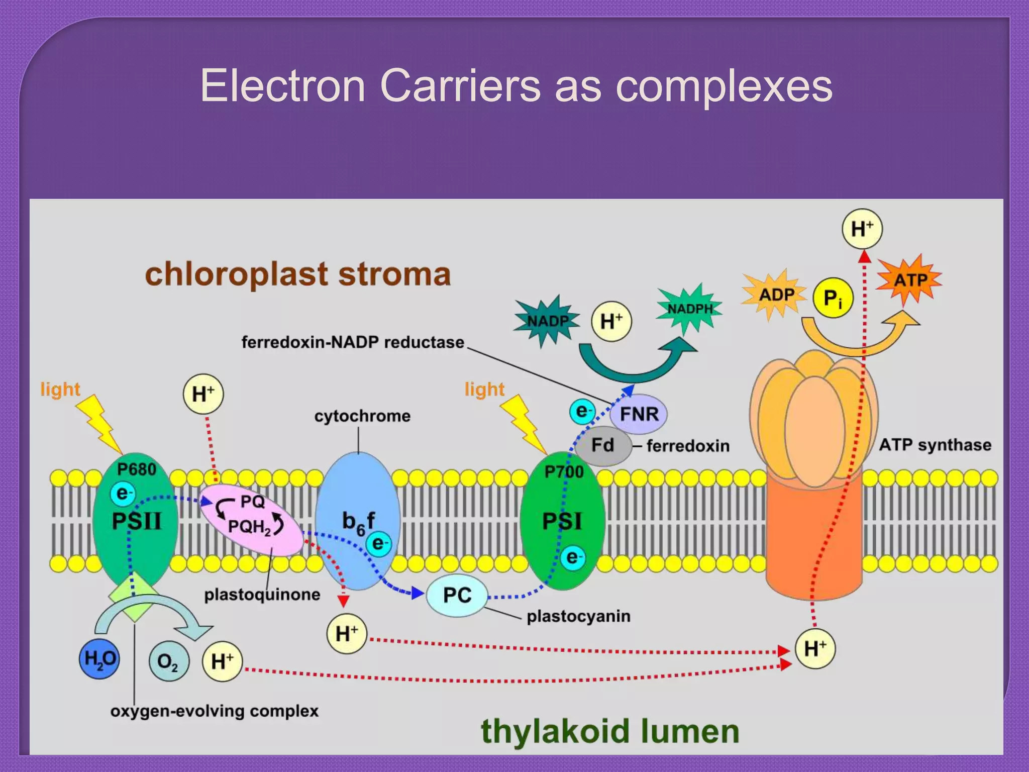Photosynthesis | PPT