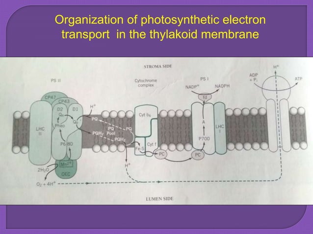 Photosynthesis | PPT