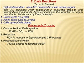 Photosynthesis | PPT