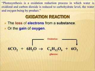 Photosynthesis | PPT