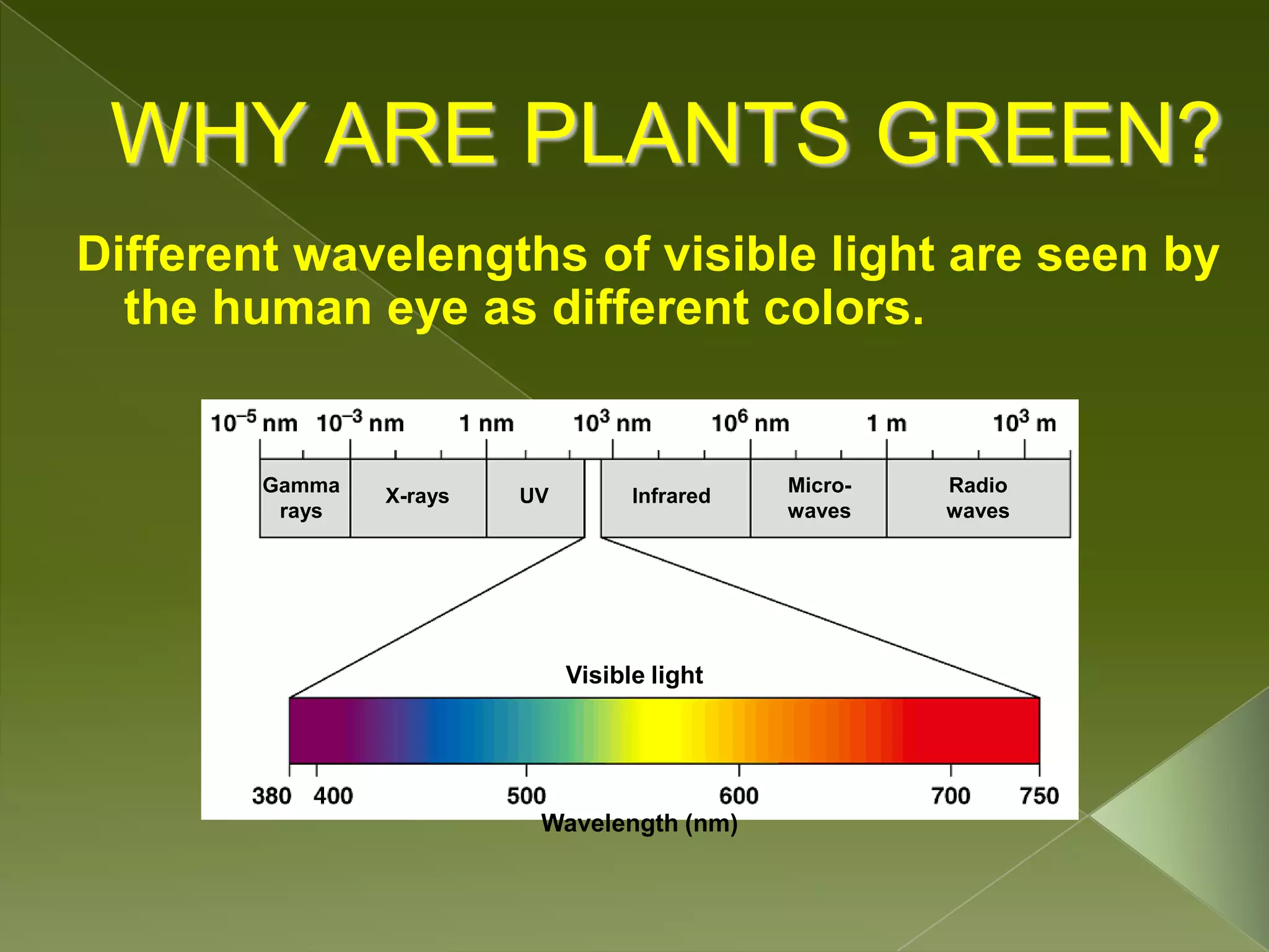 Photosynthesis : Dr. Tushar Wankhede | PPT