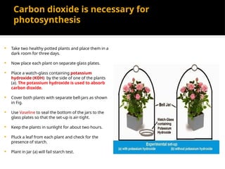 Photosynthesis-2-X.pptx Photosynthesis (/ˌf | PPTX