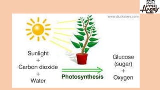 Photosynthesis | PPTX | Chemistry | Science