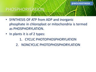 Photosynthesis by @biologistindia | PDF