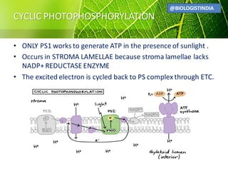 Photosynthesis by @biologistindia | PPT
