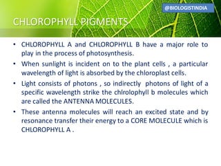 Photosynthesis by @biologistindia | PDF