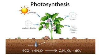 Photosynthesis | PPTX