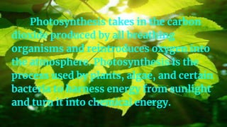 Photosynthesis | PPTX
