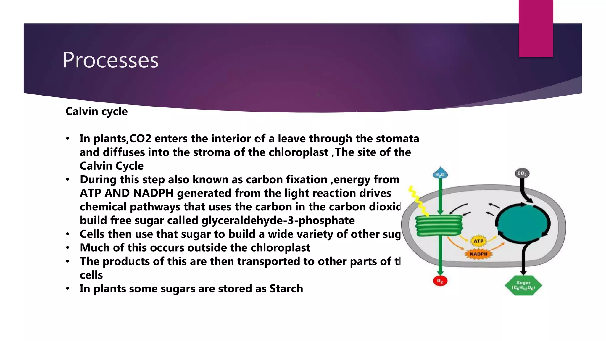Photosynthesis | PPT
