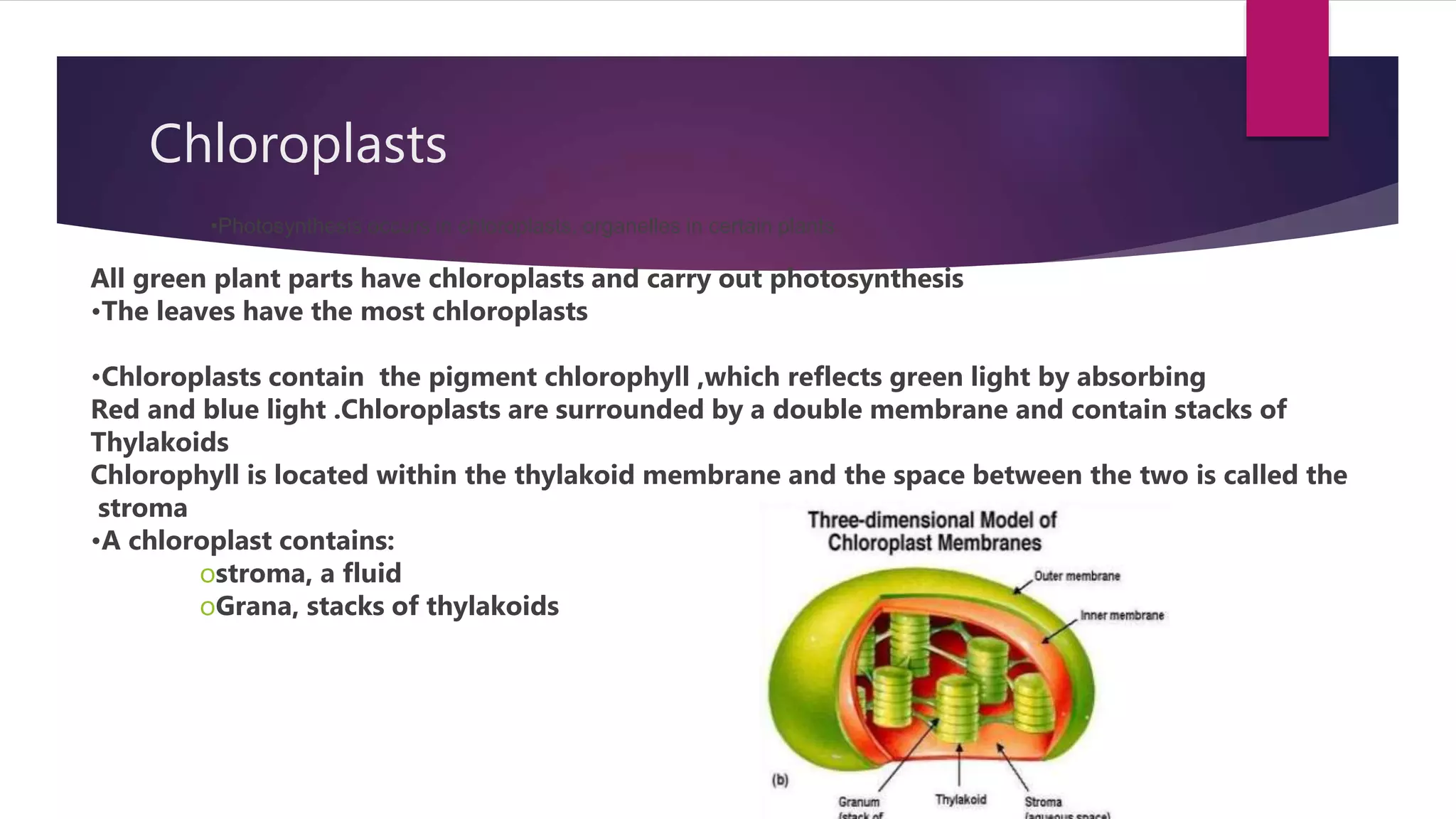 Photosynthesis | PPTX