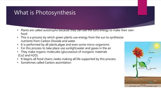 Photosynthesis | PPTX