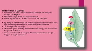 Photosynthesis | PPTX