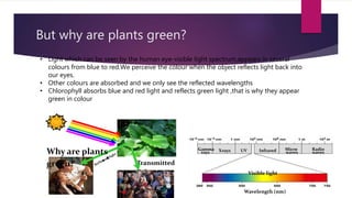 Photosynthesis | PPTX