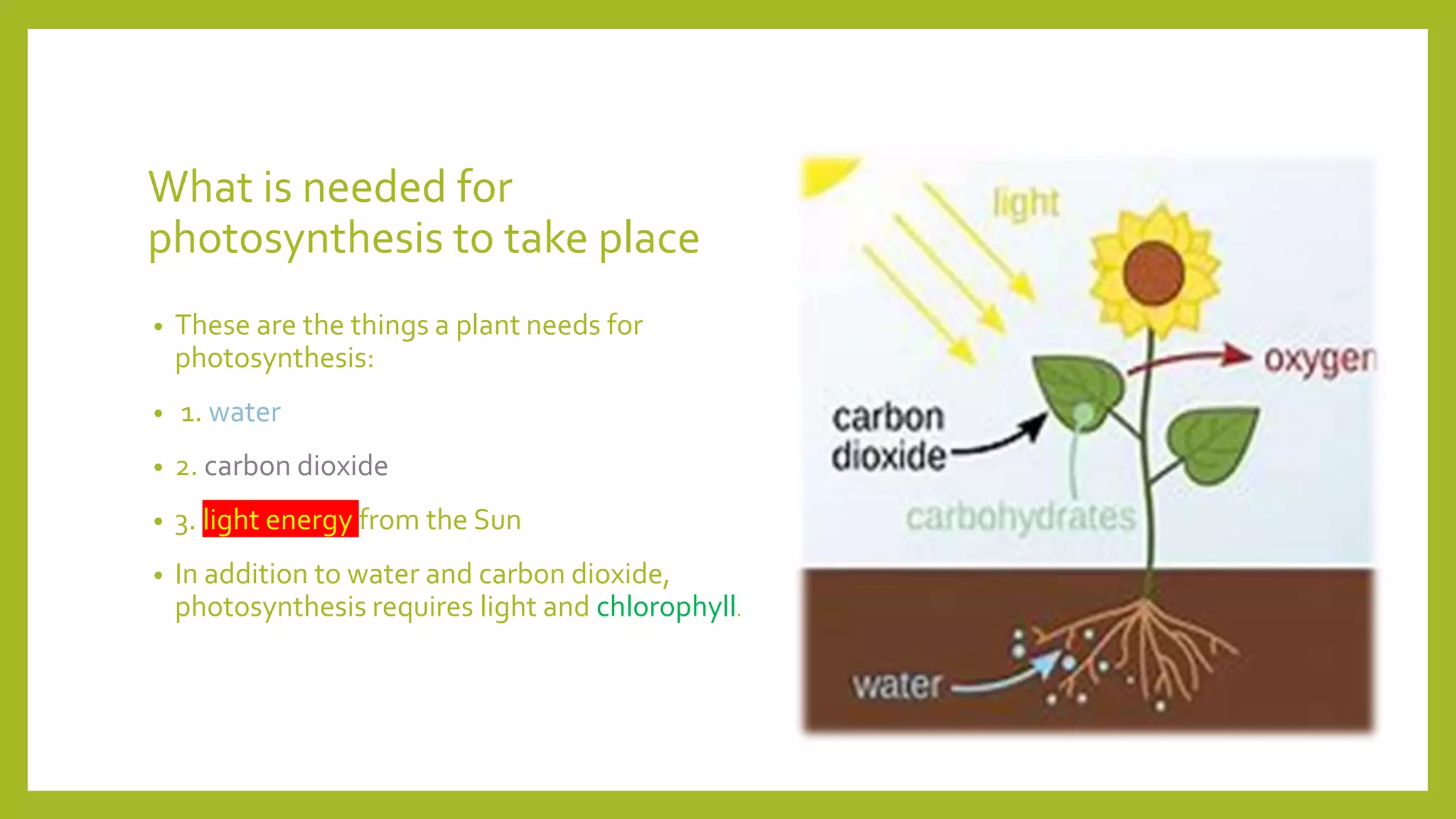 Photosynthesis | PPTX