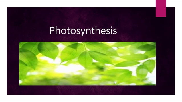 Photosynthesis | PPT