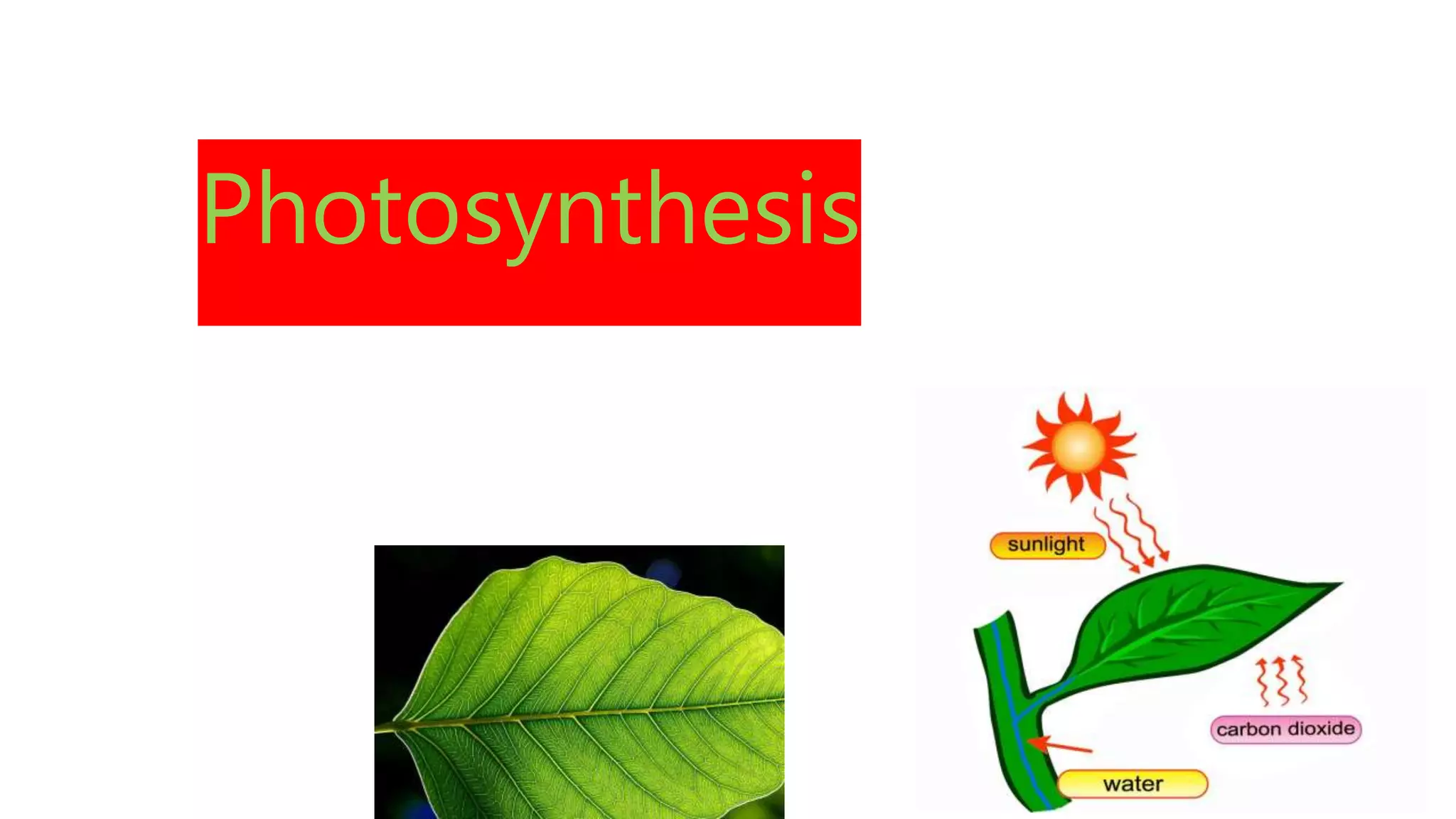 Photosynthesis | PPT