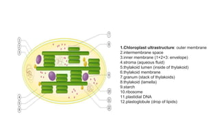 Photosynthesis | PPTX