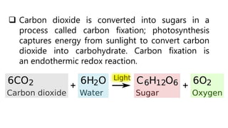 Photosynthesis | PPTX