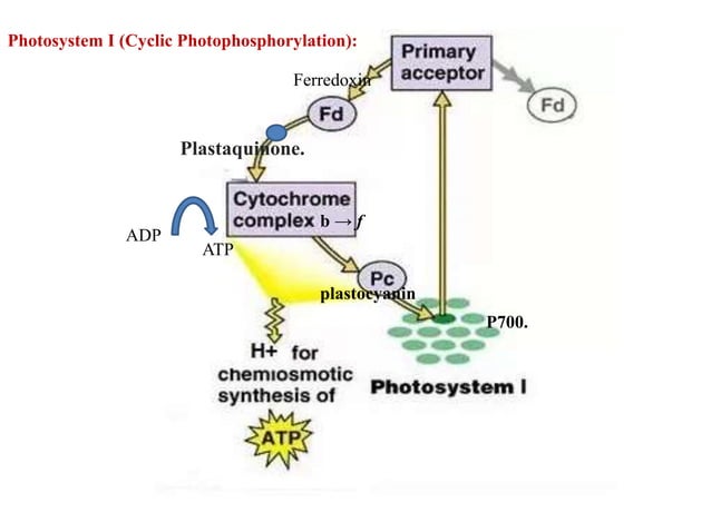 Photosynthesis light reaction and dark reaction | PPTX | Chemistry ...