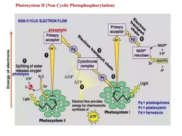 Photosynthesis light reaction and dark reaction | PPTX | Chemistry ...