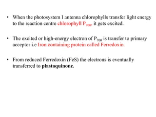 Photosynthesis light reaction and dark reaction | PPTX