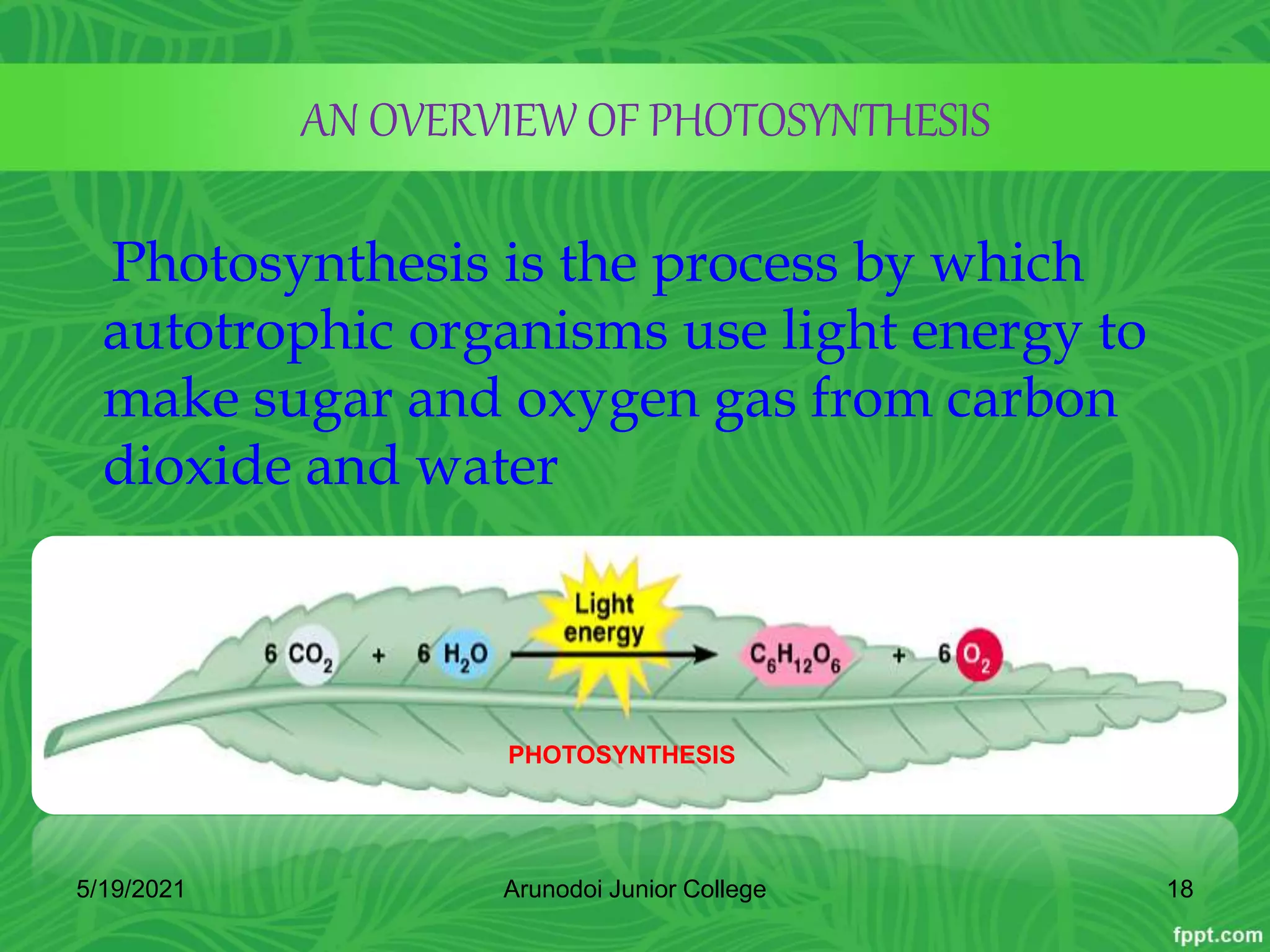 Photosynthesis | PPTX