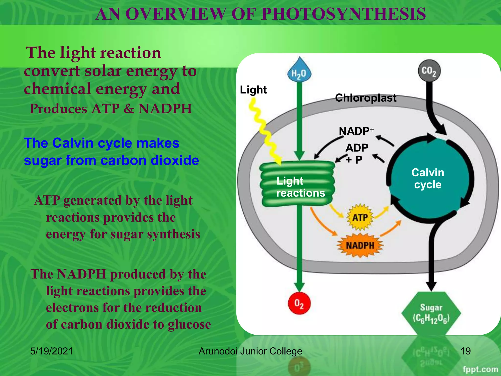 Photosynthesis | PPTX