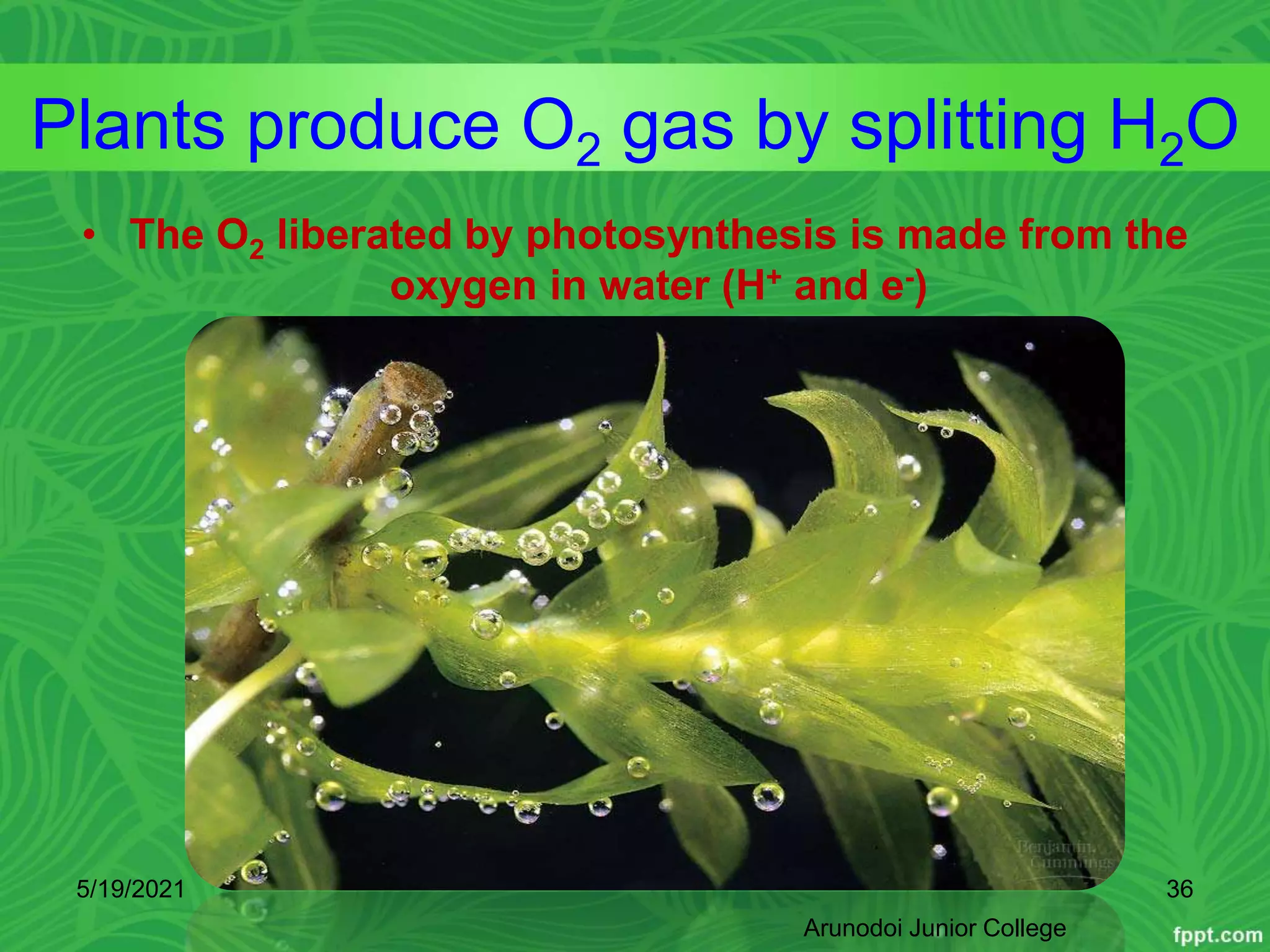 Photosynthesis | PPTX